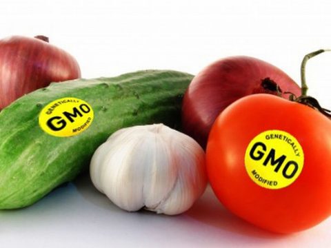 Hvad er GMO fødevarer? - Sund og frisk